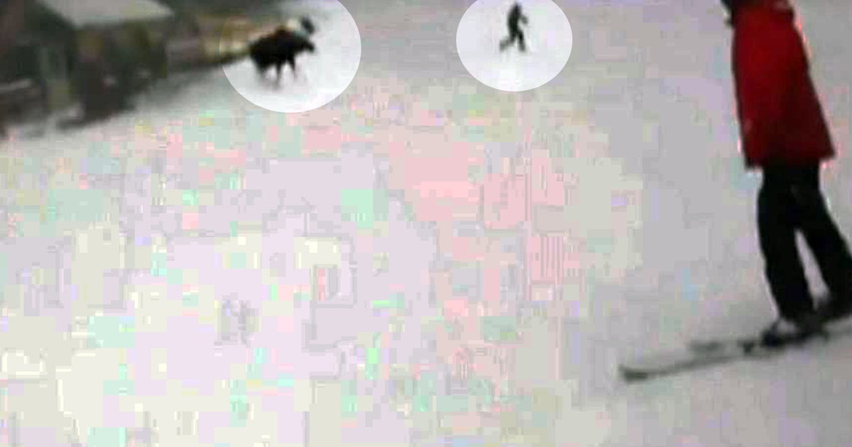 Moose chases skier at Vermont resort - CBS News