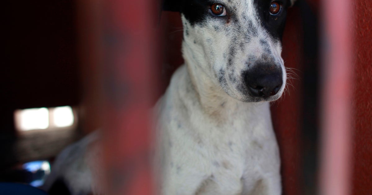 Feral Mexico City dogs suspected in at least 4 park killings - CBS News