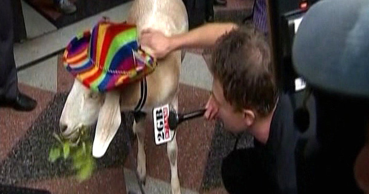 Gary the goat exonerated in Australia vandalism trial after getting ...