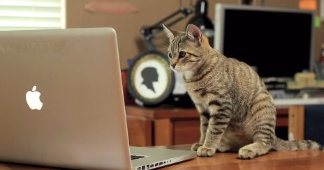 A humorous look at Star Wars and the Force (with a Jedi cat and call ...
