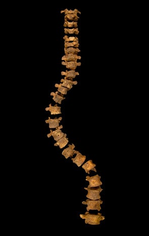 King Richard III skeleton found in parking lot