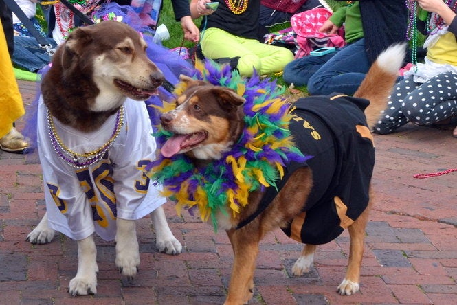 Mardi Gras dog parade
