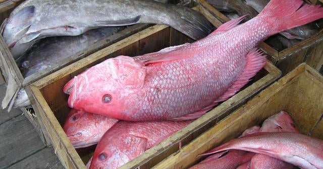 Nationwide fish mislabeling poses health risk, expert says - CBS News