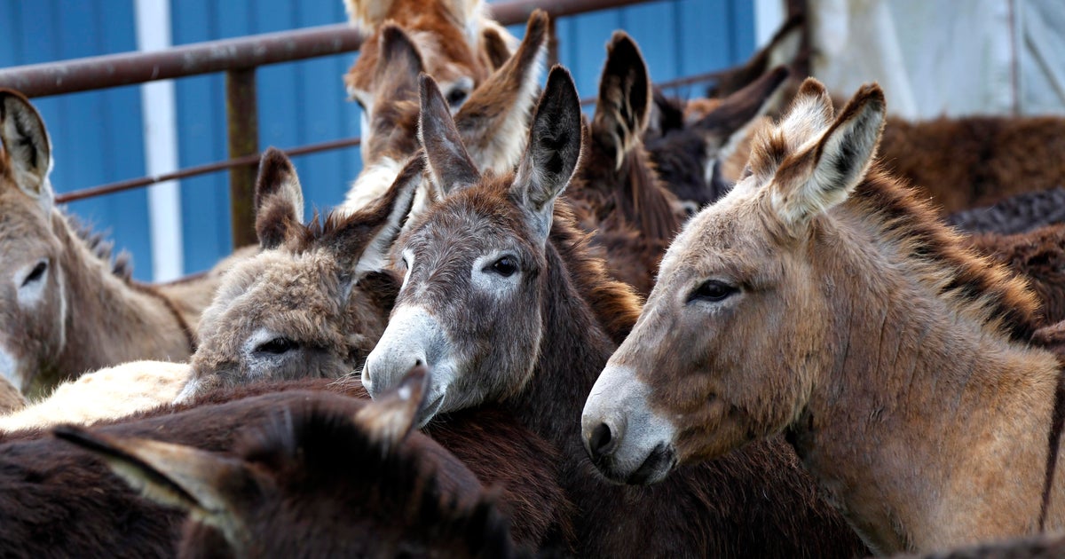 South Africa: Buffalo and donkey found in beef products - CBS News