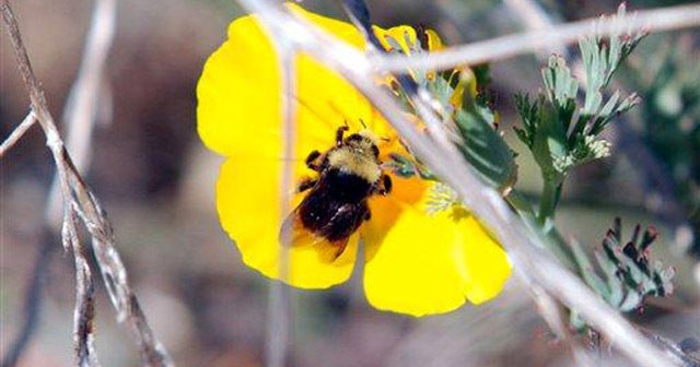 Plight of the American bumblebee: Disappearing? - CBS News