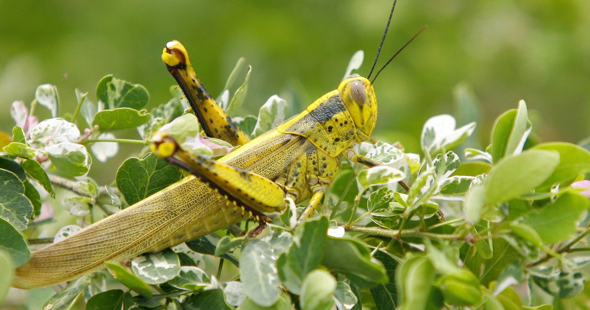 Israel on alert as locusts hit neighboring Egypt - CBS News