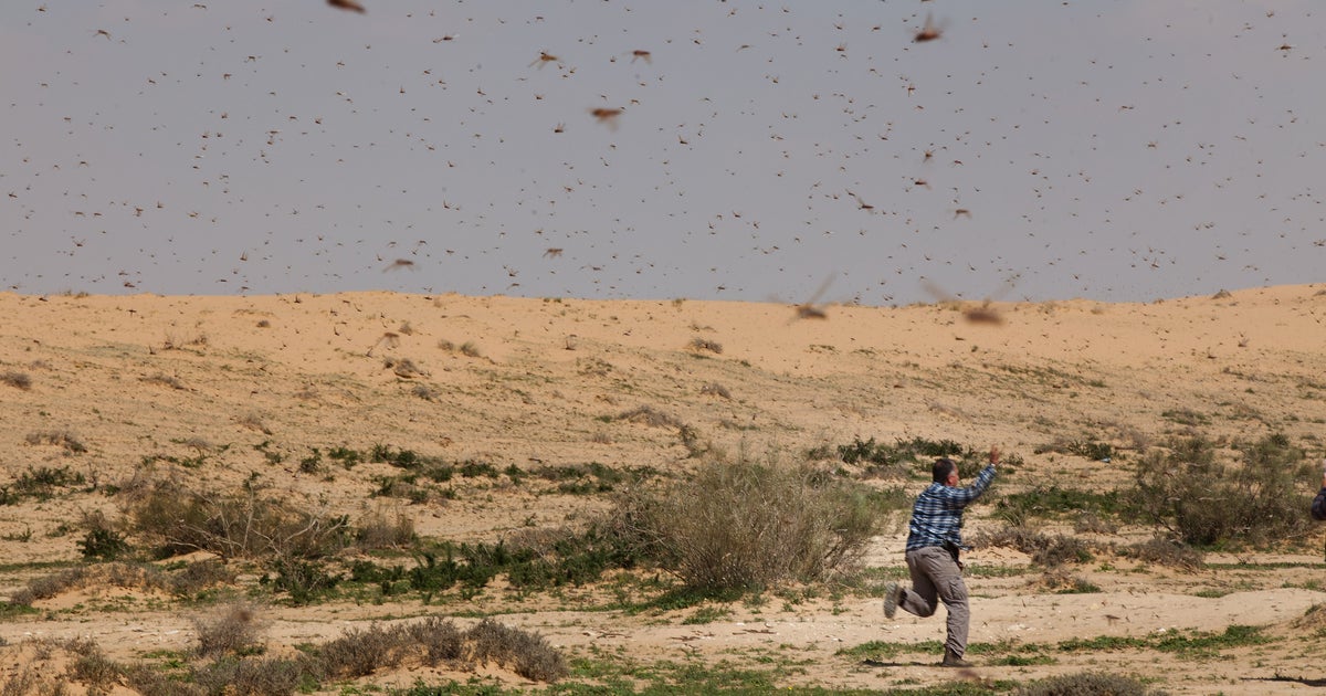 Locusts swarm the Middle East