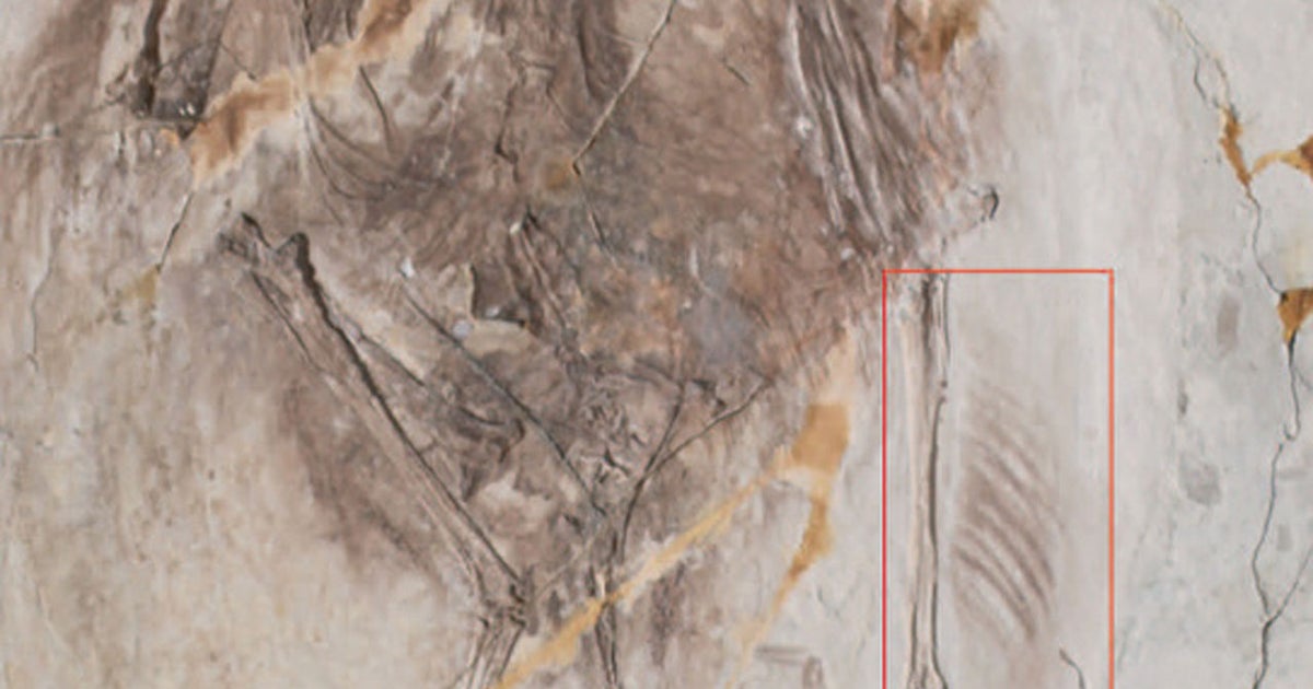 Early birds sported 4 wings - CBS News