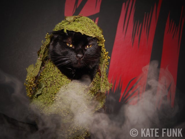 The many personas of AC the cat