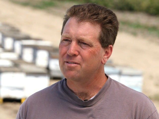 Pesticide blamed for declining bee population - CBS News