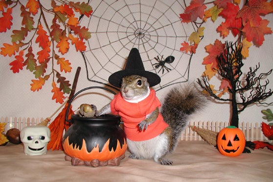 The most photographed squirrel in the world