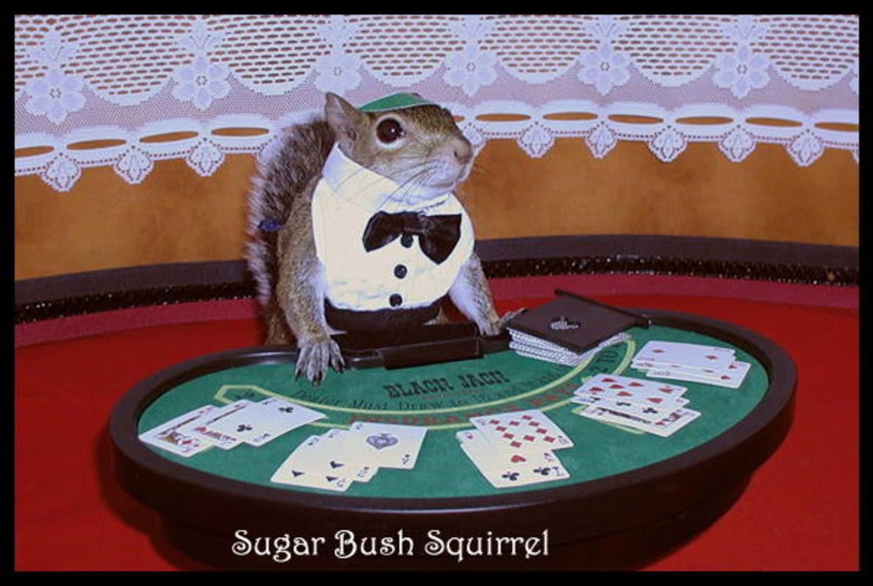 The most photographed squirrel in the world