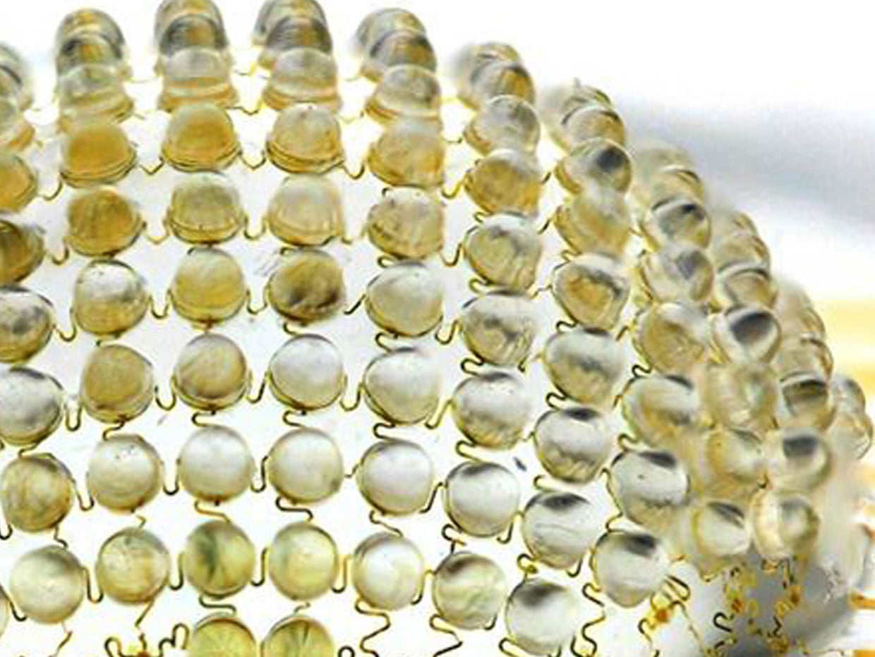 Bug's view inspires new camera lens