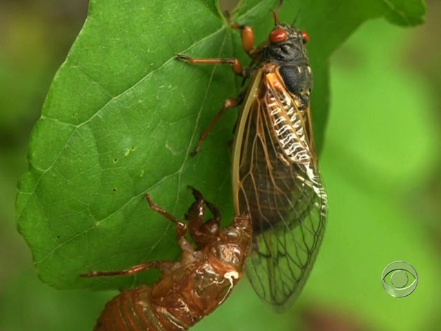They're back! Cicadas to emerge from their hiatus - CBS News