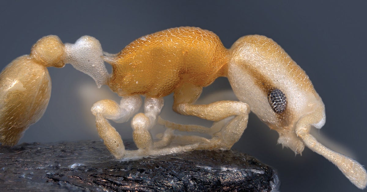 Weird pirate ant comes with an "eye patch" - CBS News