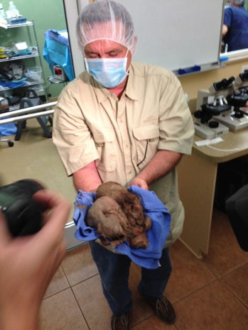 Surgeons remove 4-pound hairball from tiger