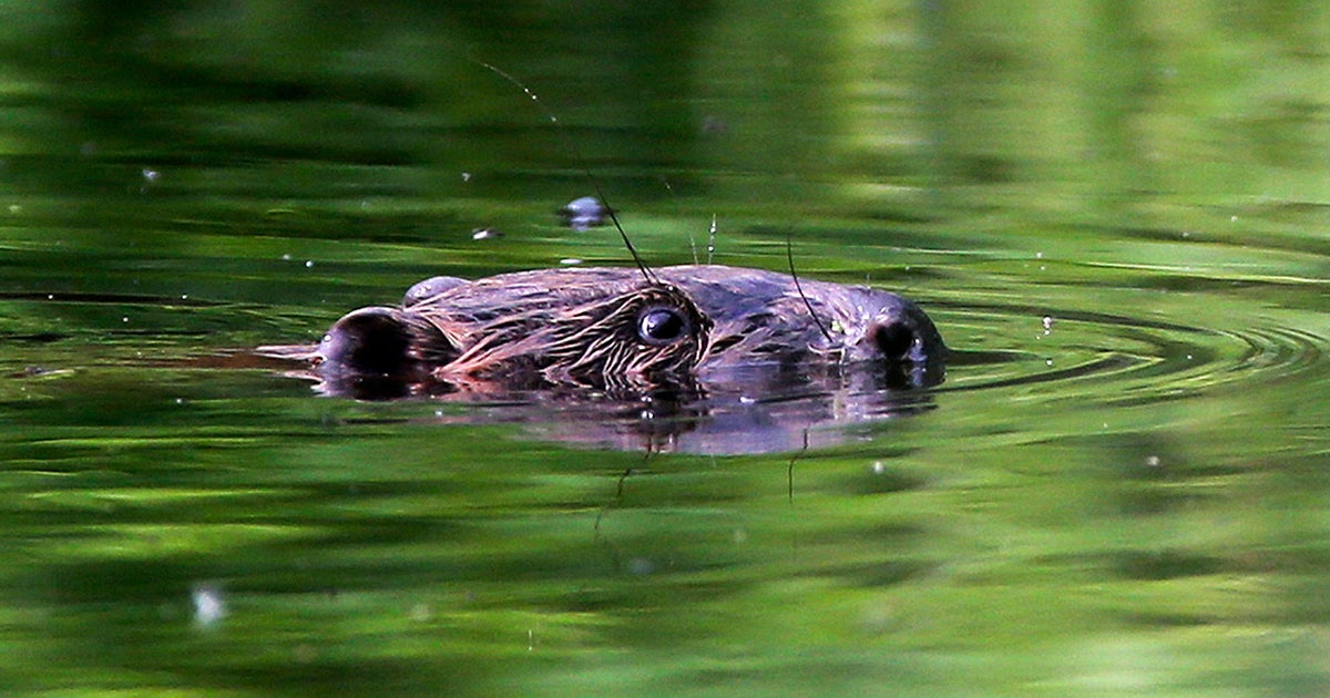 Aggressive beavers raise red flag in Belarus - CBS News