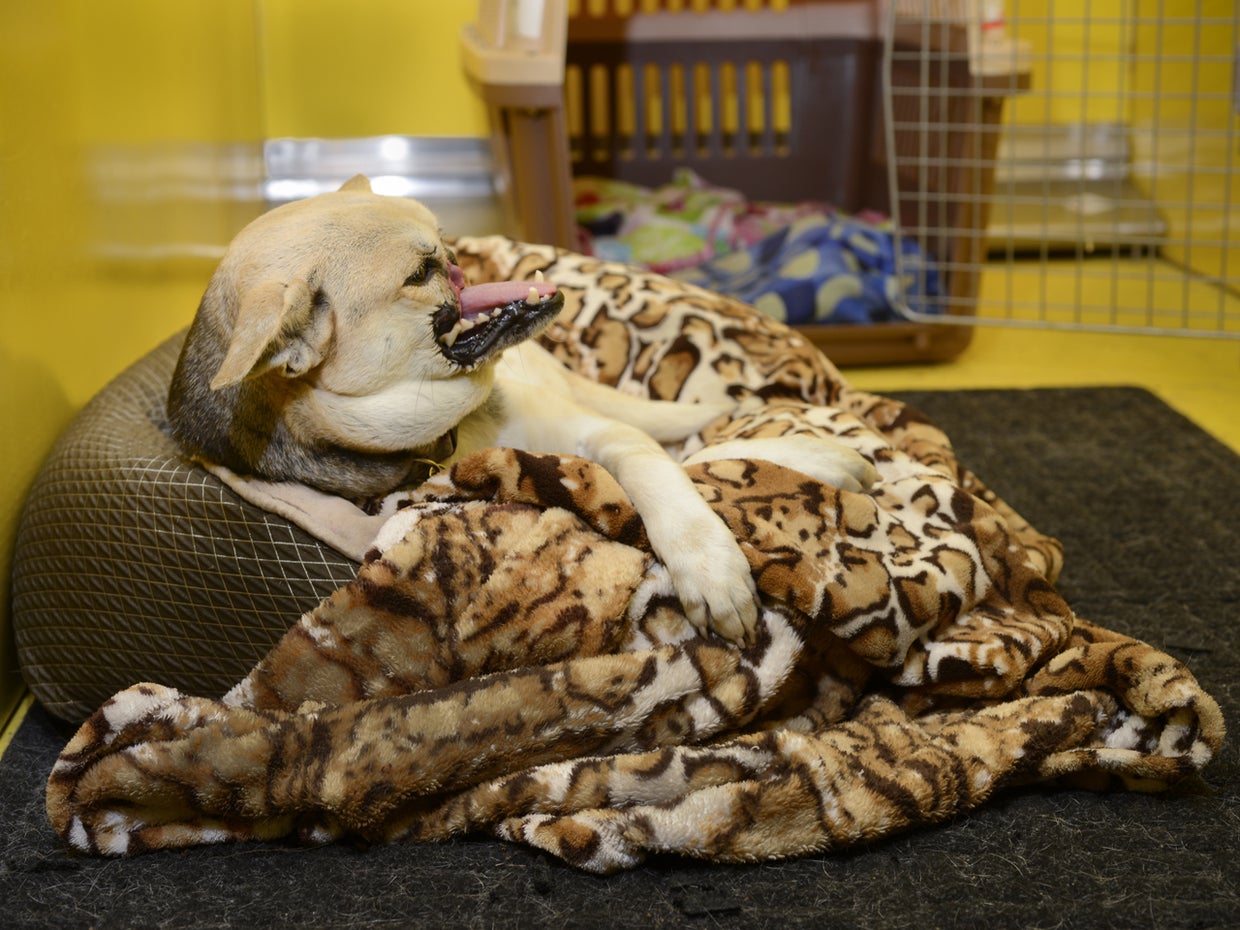 Hero dog Kabang gets new nose