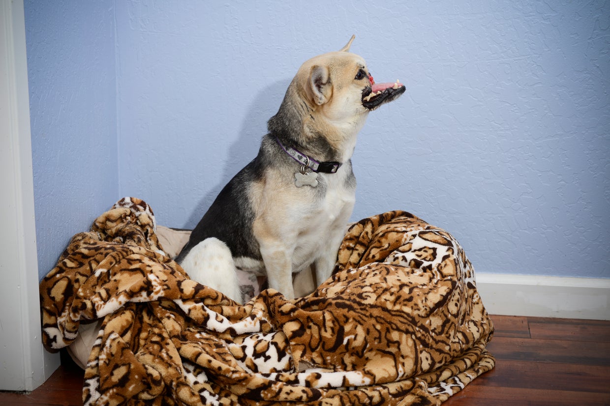 Hero dog Kabang gets new nose