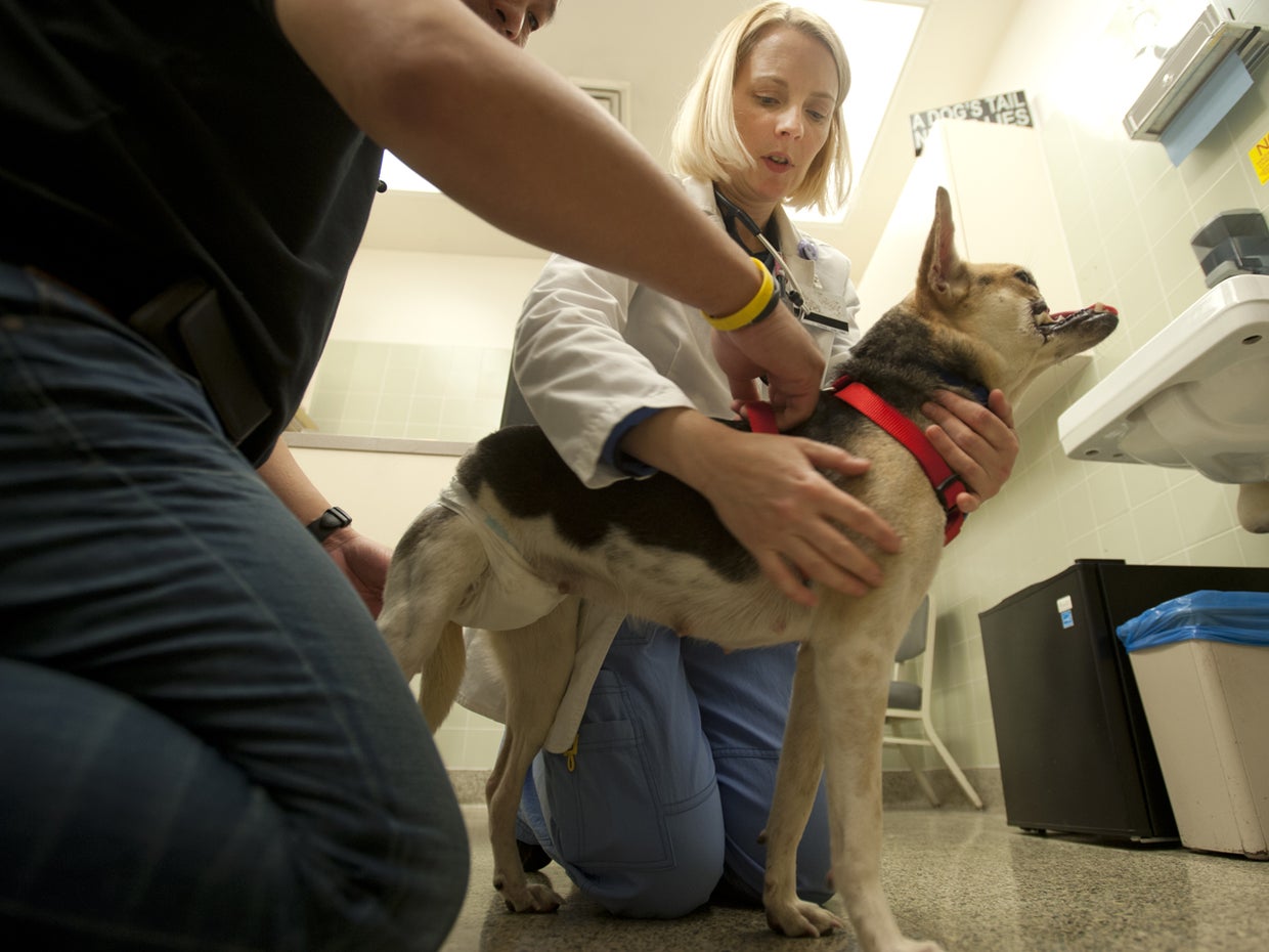 Hero dog Kabang gets new nose