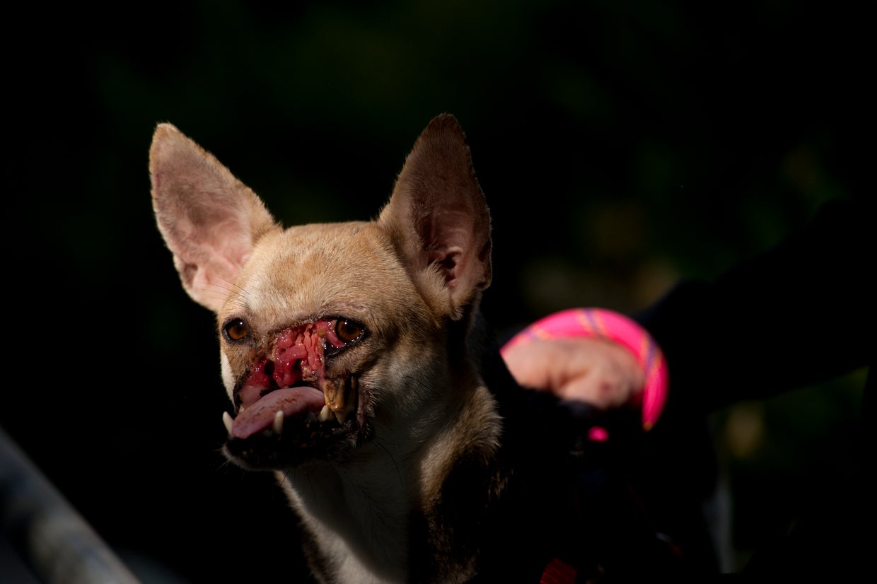 Hero dog Kabang gets new nose