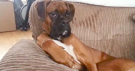Boxer dog chilling and orangutan playing "catch" - CBS News