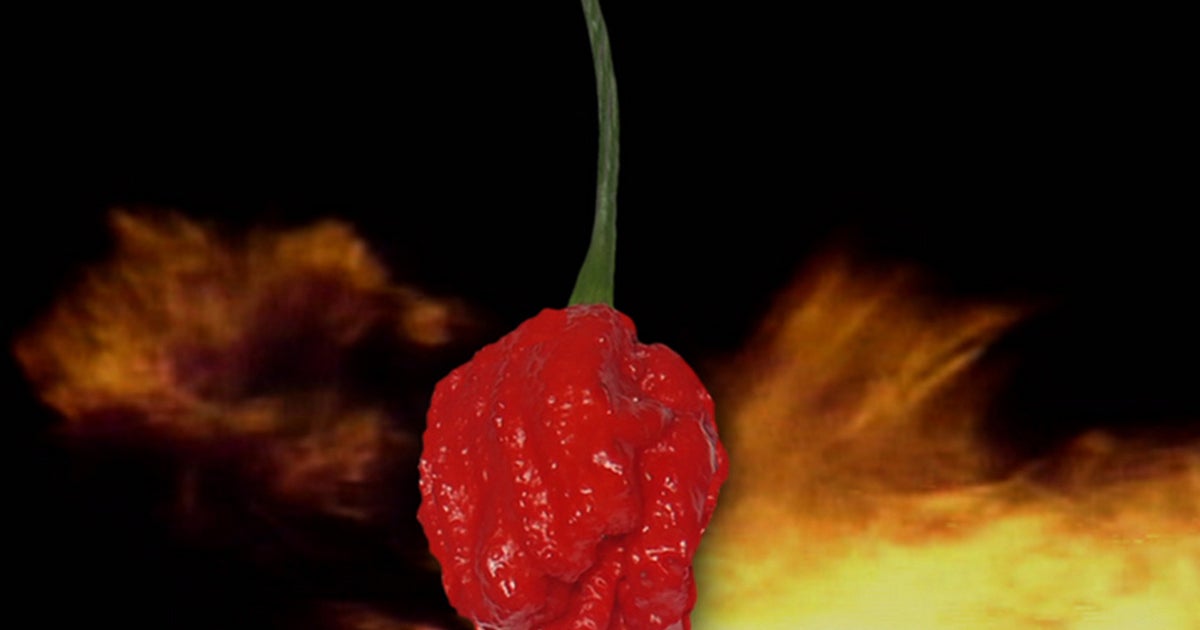 Grower says world's hottest pepper may be the answer to cancer - CBS News
