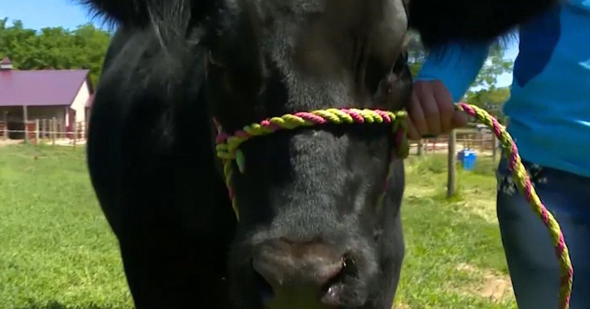 Fluffy cows go viral - CBS News