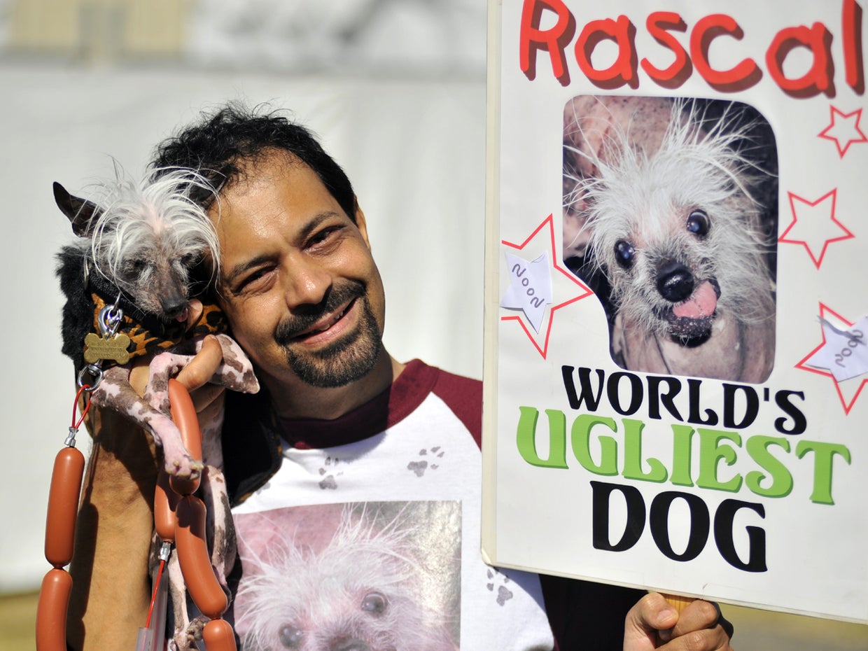 World's Ugliest Dog Contest 2013