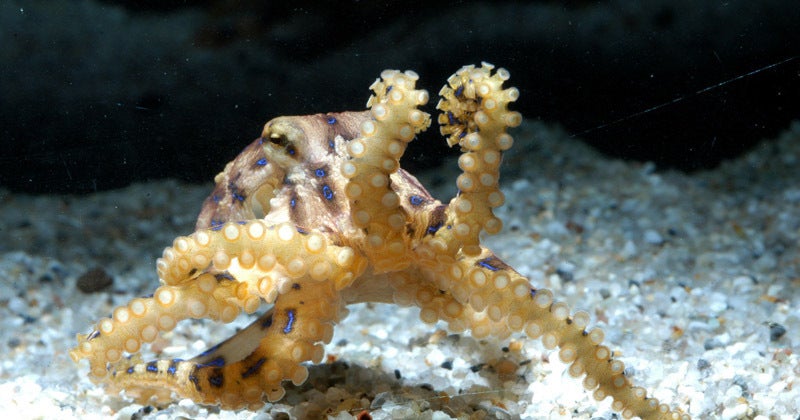 Octopus found in 2-year-old boy's throat; man arrested - CBS News