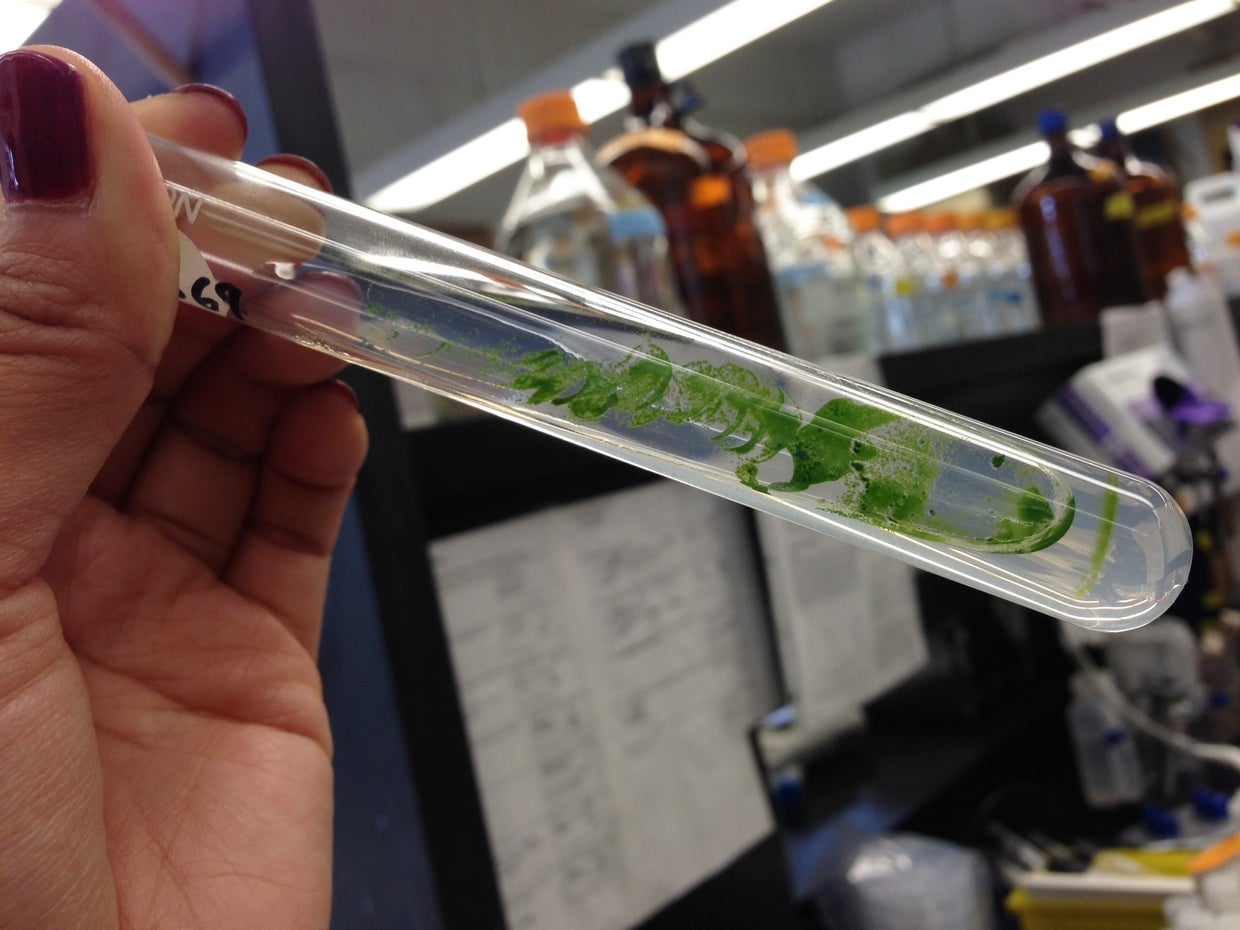 Powering the future: Will algae fuel your next car? - CBS News