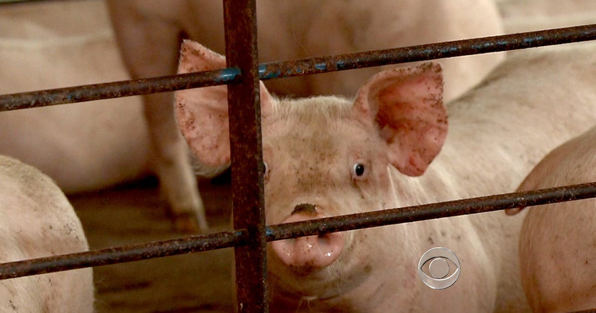 Smithfield pleads its case in pig stink trial - CBS News