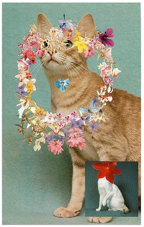 Surreal collages of cats and botanicals
