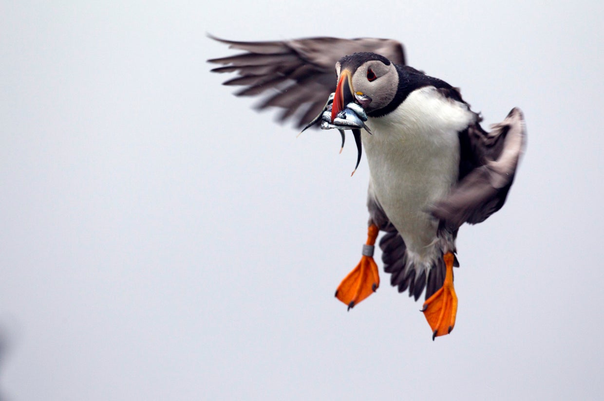 Puffins in peril