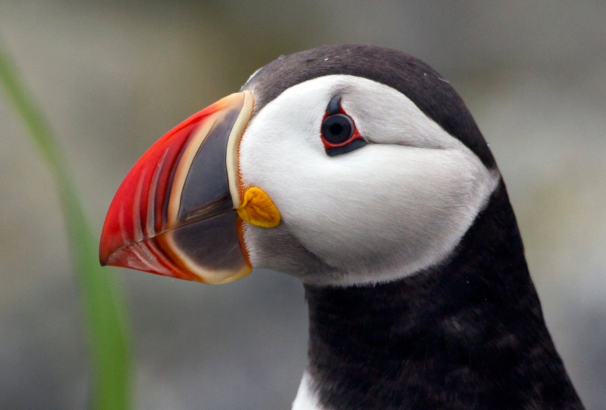 Puffins in peril