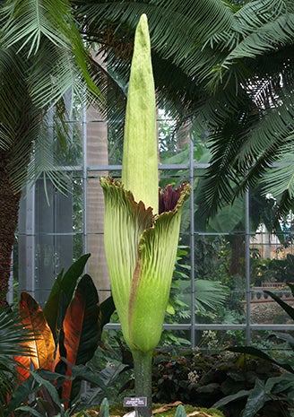 "Corpse flower" in bloom