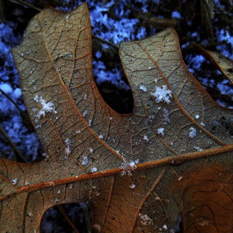 Mark Hirsch photographs "That Tree"