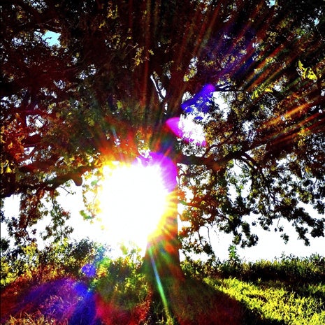 Mark Hirsch photographs "That Tree"