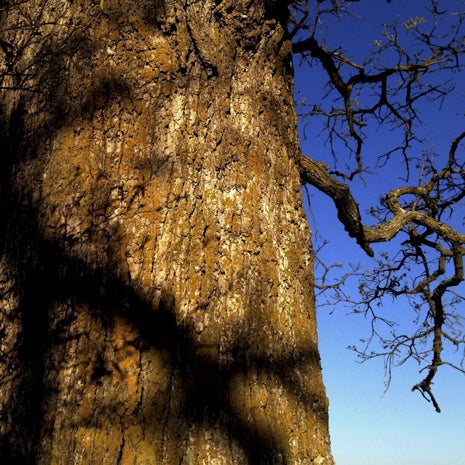 Mark Hirsch photographs "That Tree"
