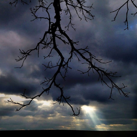 Mark Hirsch photographs "That Tree"