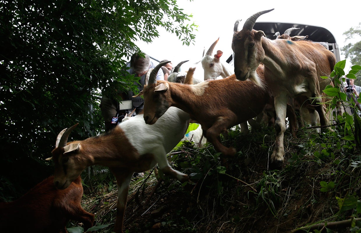 "Eco-Goats" to the rescue