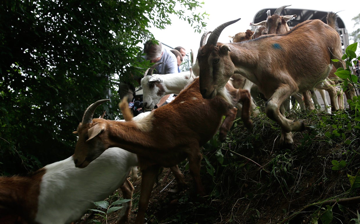 "Eco-Goats" to the rescue
