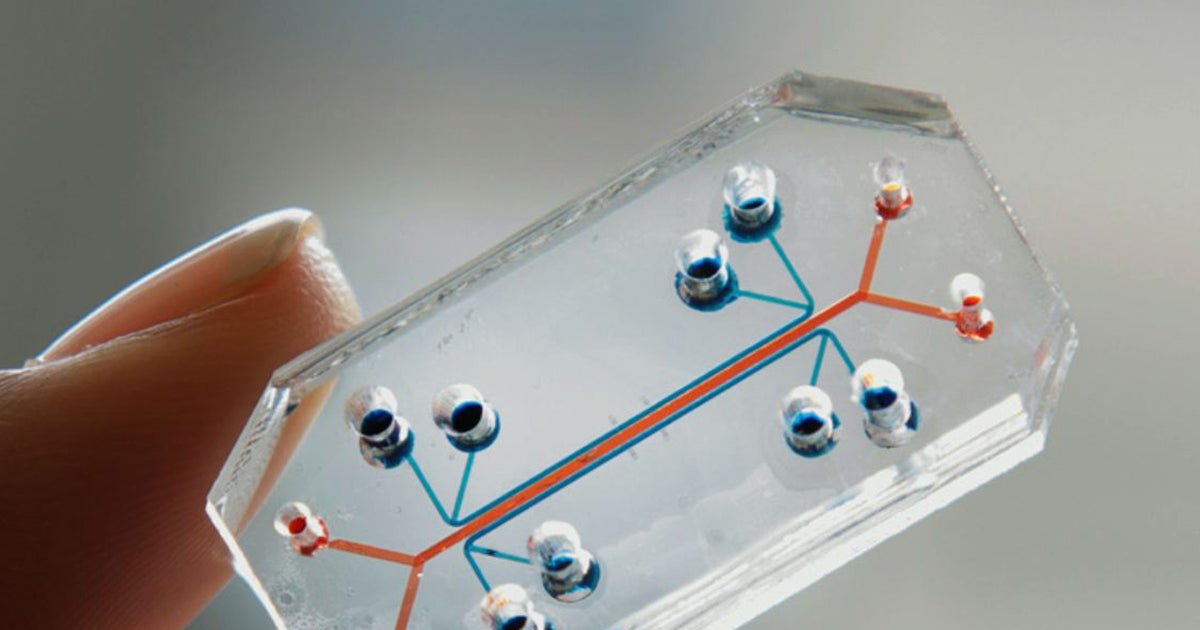 "Lung on a chip": Man-made organ on slide can test new drugs - CBS News