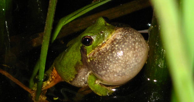 Female frogs prefer multitasking mates, study finds - CBS News
