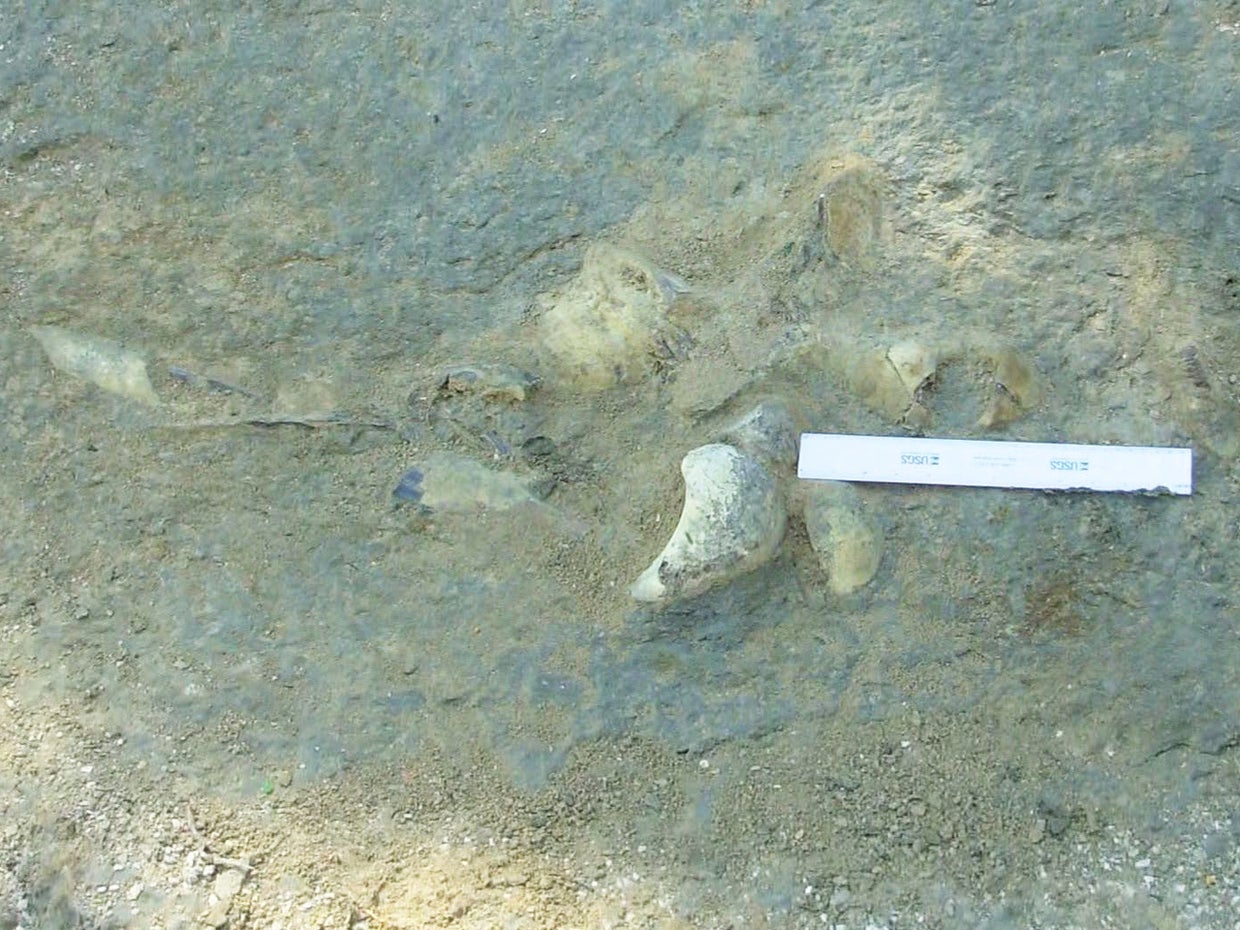 Hunting for fossils on the shores of the Potomac - CBS News