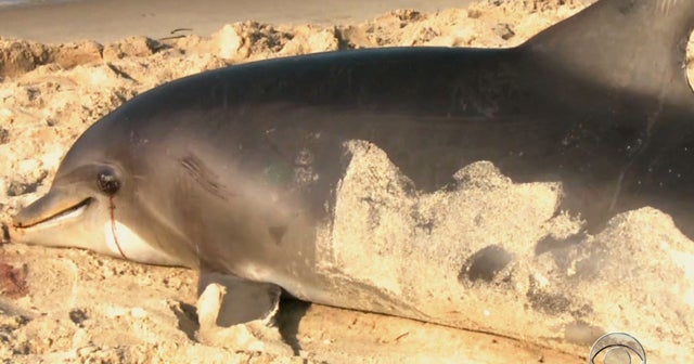Measles-like virus could be causing dolphin deaths - CBS News