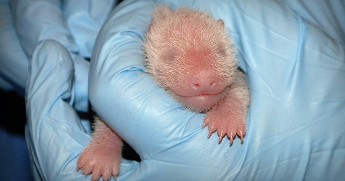 Panda cub at D.C. zoo "vibrant, healthy and active" - CBS News