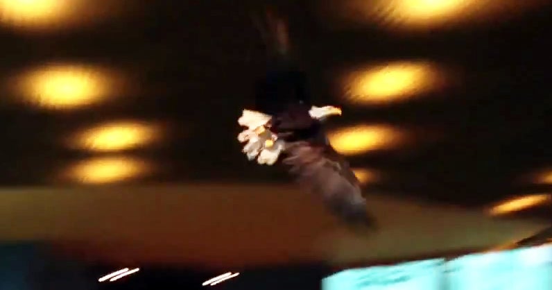 Bald eagle crashes into window at Oral Roberts University chapel - CBS News