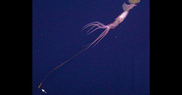 Deep-sea squids' tentacle tips swim on their own - CBS News