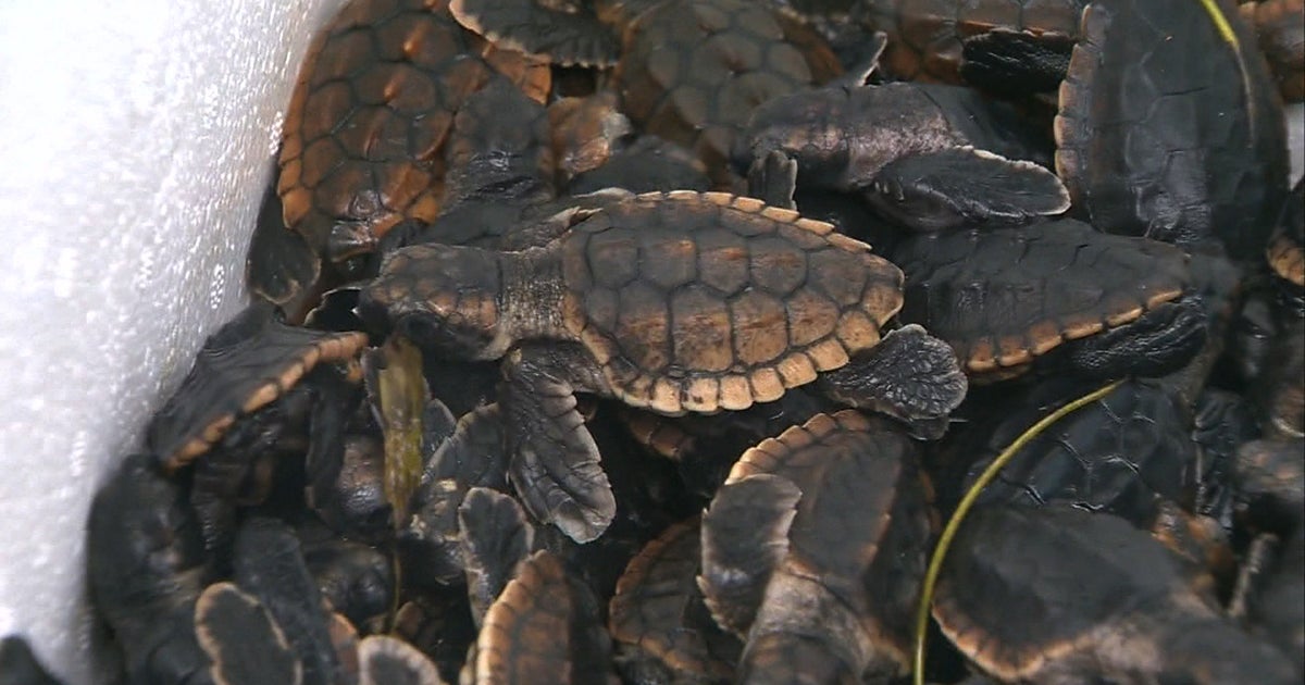 Rescued baby sea turtles released into the wild - CBS News